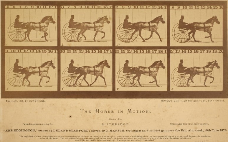 BESTIALE! Al Museo del Cinema di Torino una mostra sugli animali da ...